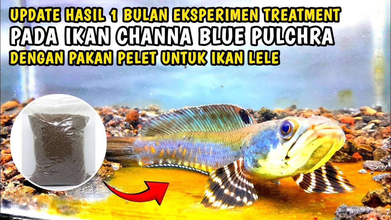 UPDATE IKAN CHANNA BLUE PULCHRA SETELAH 1 BULAN EKSPERIMEN TREATMENT ...