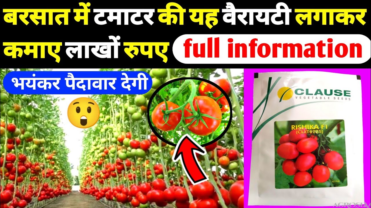 ऋषिका टमाटर फसल बीज (हाइब्रिड)#क्लॉज कंपनी CLXT 0225।Clause tomato ...