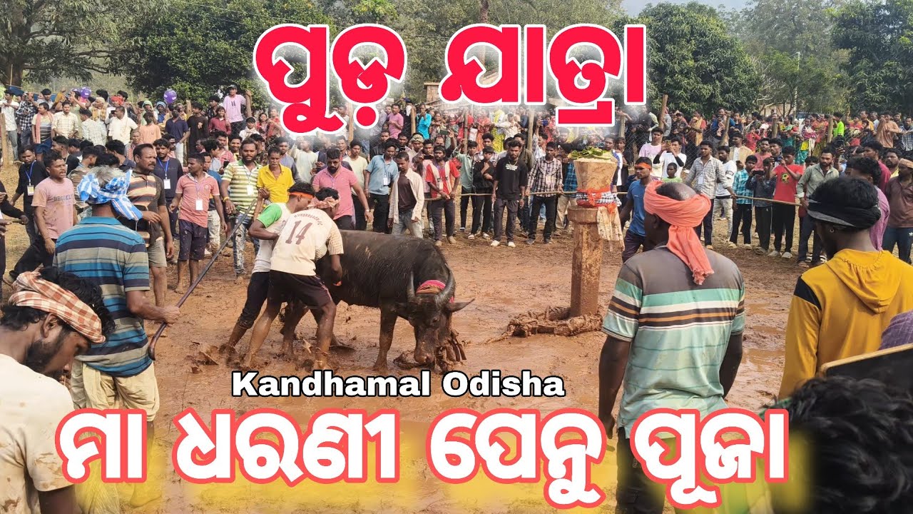 ପୁଡ଼ ଯାତ୍ରା କନ୍ଧମାଳ || Puda Jatra Kandhamal Odisha 2026 || #tribalvlog ...