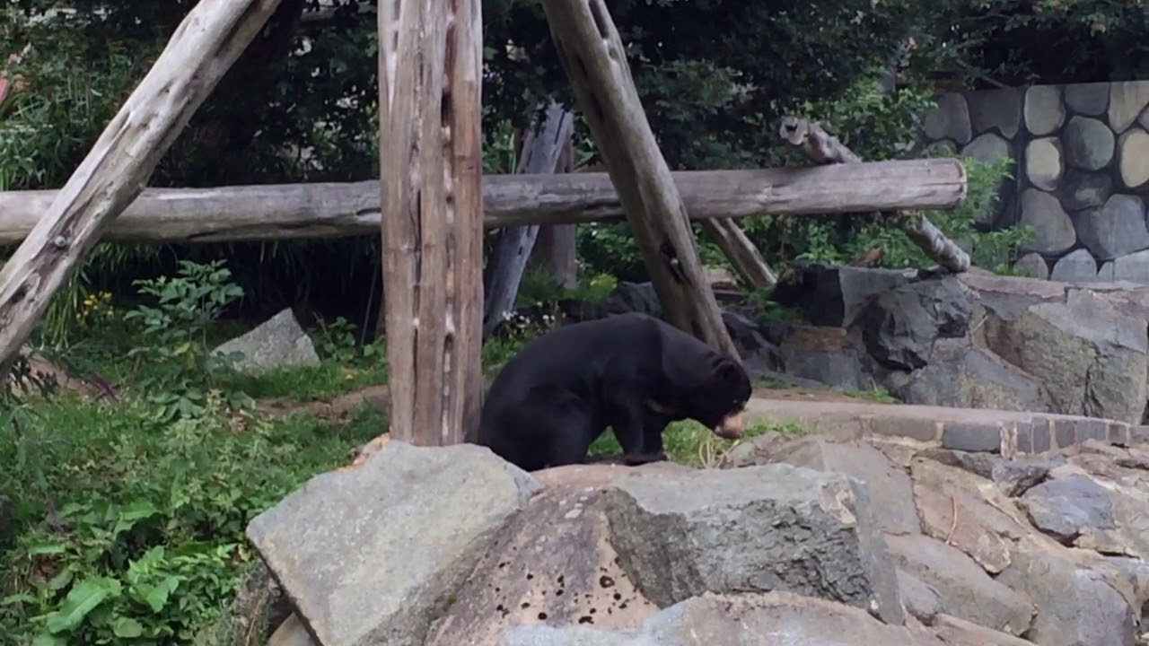 Sun Bear at Edinburgh Zoo, Scotland - YouTube