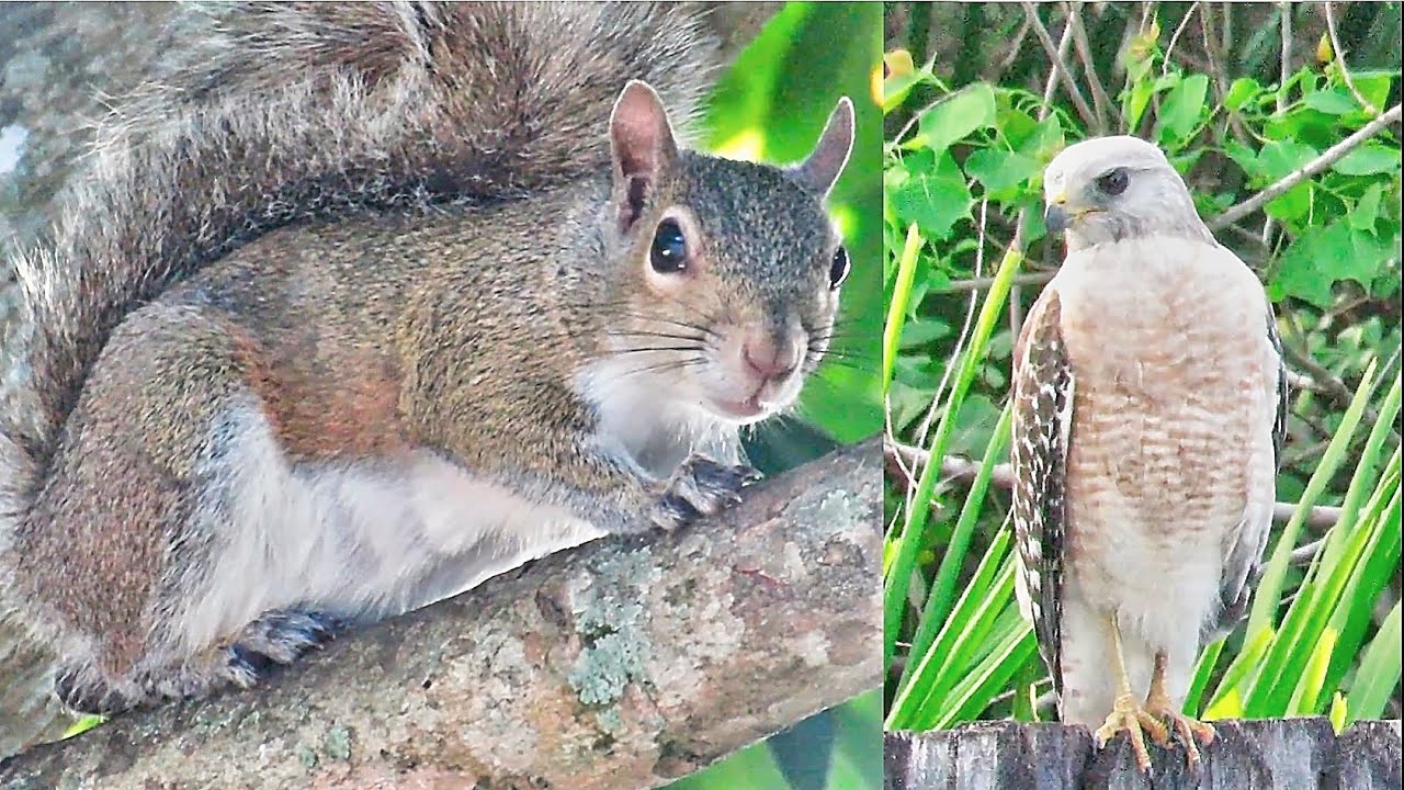 The Tale of Hawk and Squirrel - YouTube