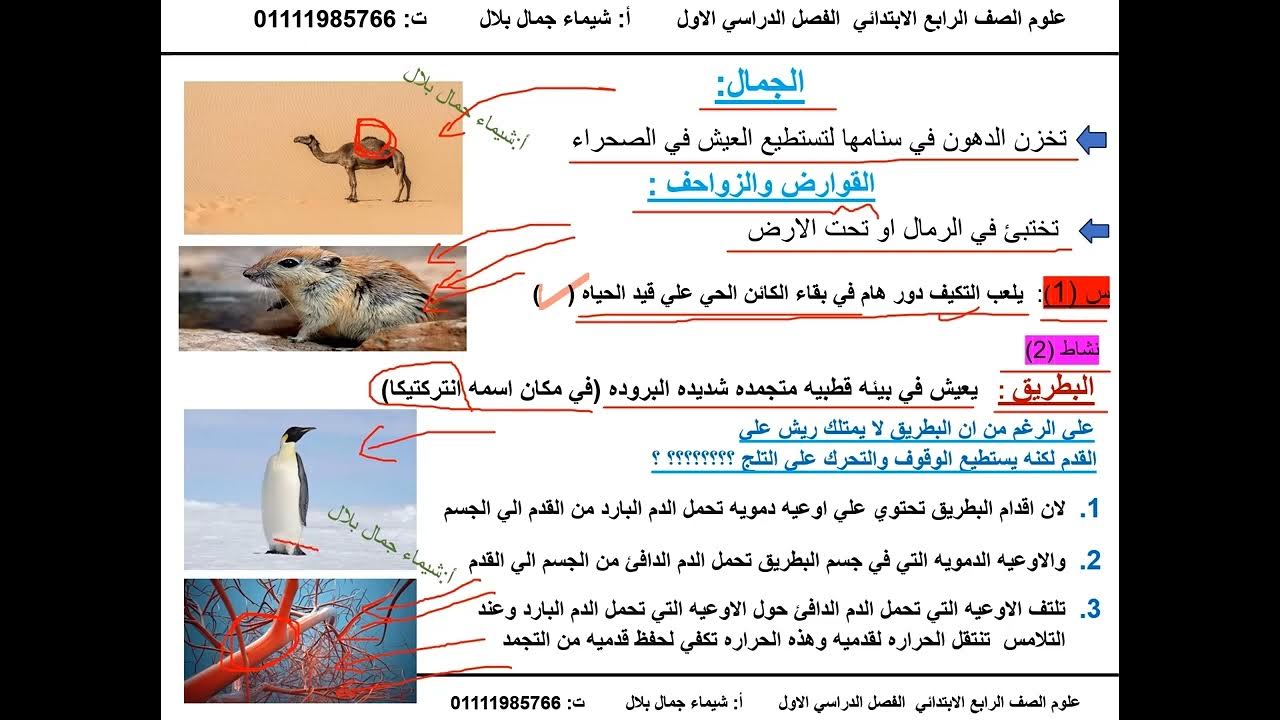 شرح مفهوم التكيف والبقاء علوم الصف الرابع الابتدائي الفصل الدراسي الاول