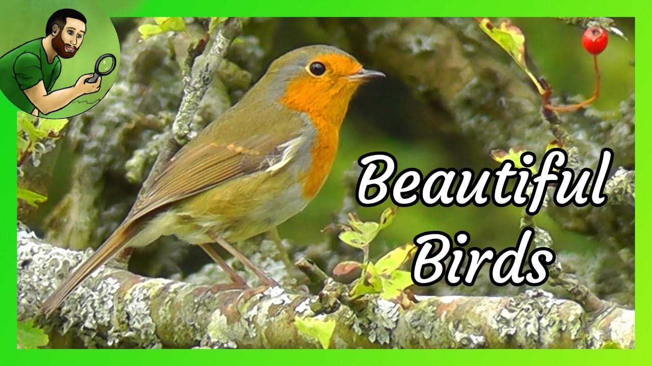 Beautiful Birds - The European Robin - YouTube