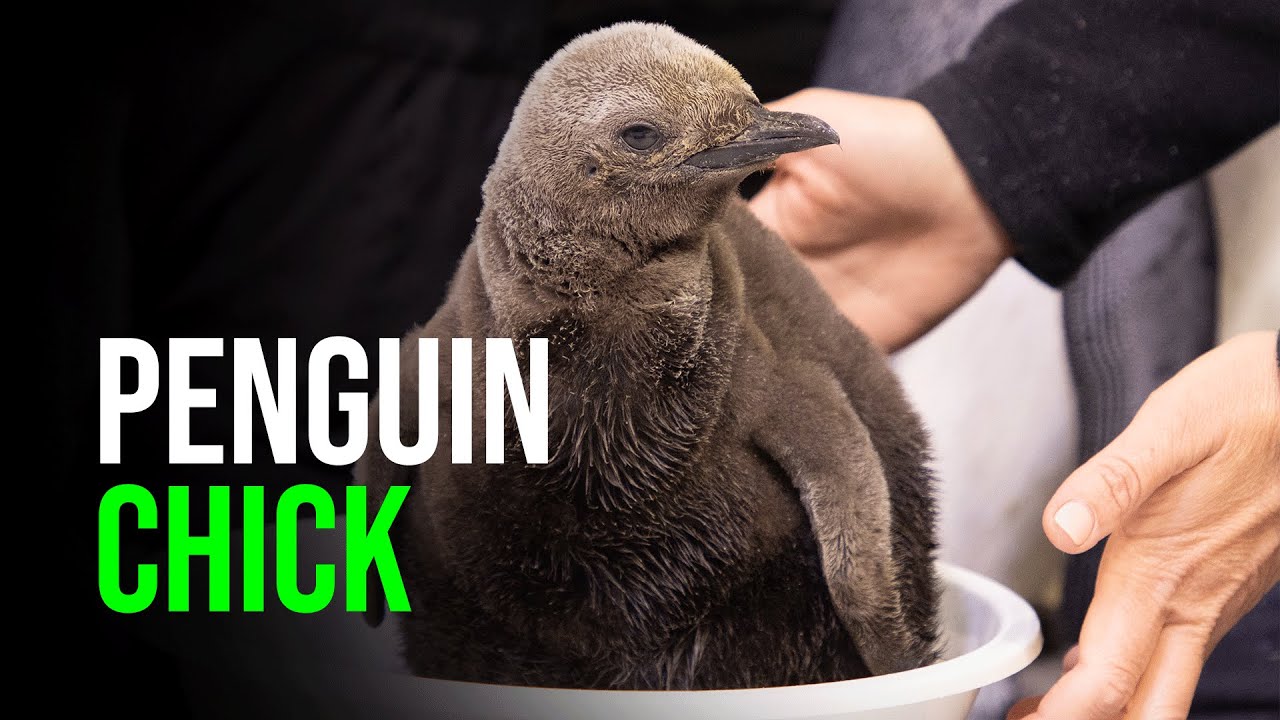 A Fluffy Penguin Chick Has Hatched At SEA LIFE Melbourne Aquarium - YouTube