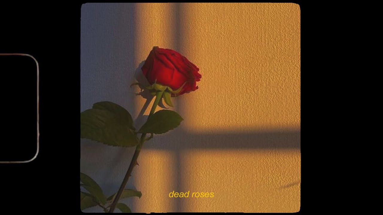"Dead Roses" - Sad Acoustic Guitar Type Beat | Sad Guitar Type Beat ...