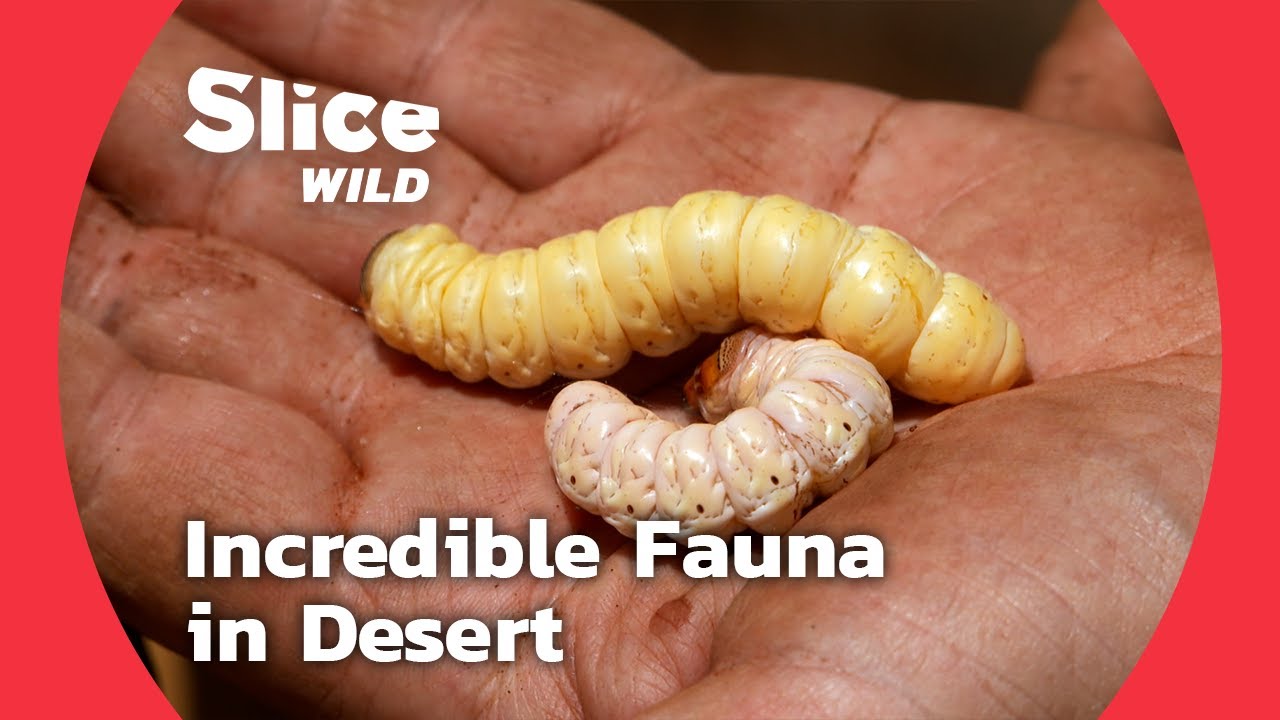 Insects and Larvae to Survive in the Australian Desert! | SLICE WILD ...