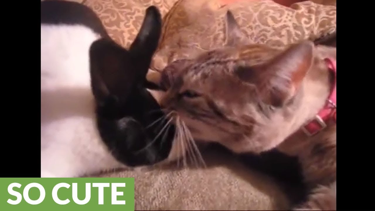 Cat loving grooms bunny rabbit pal - YouTube