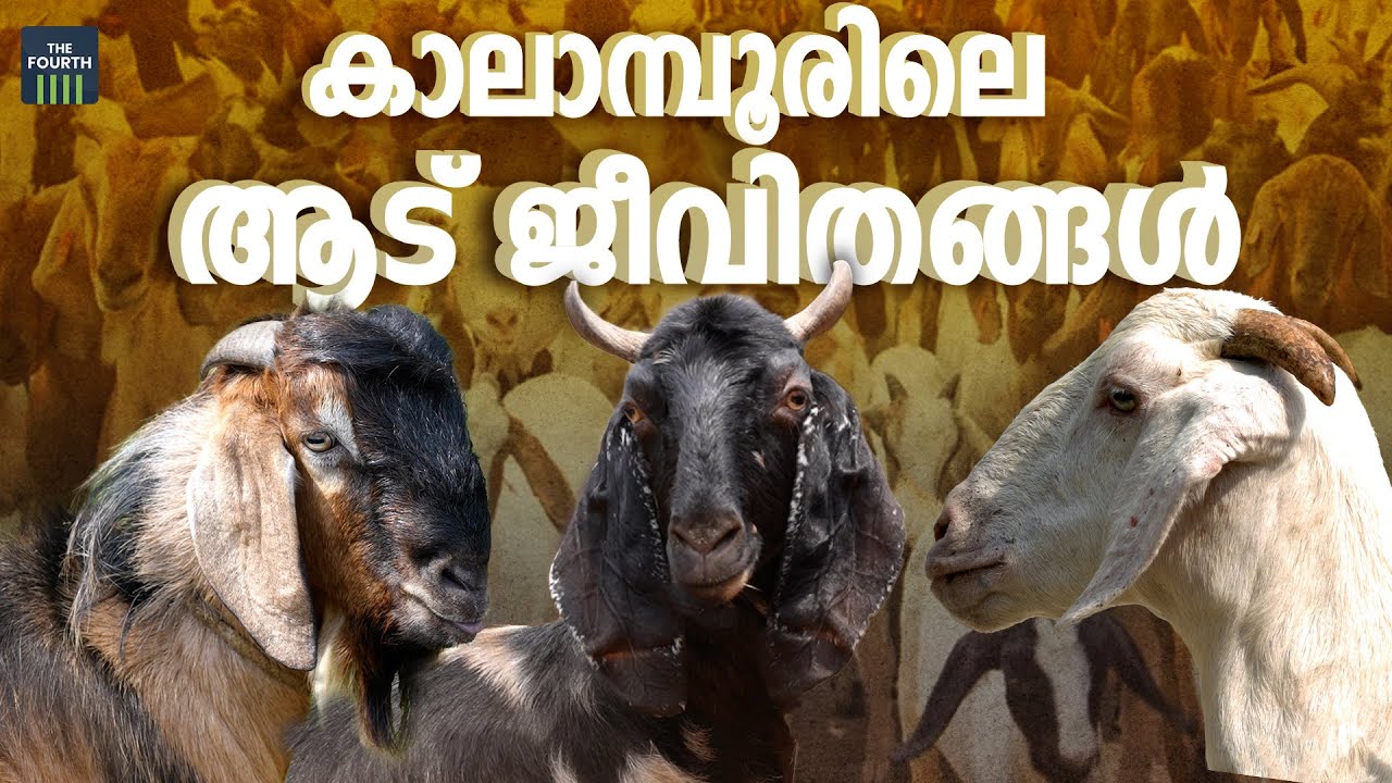 കാലാമ്പൂരിലെ ആട് ജീവിതങ്ങൾ | Biggest Goat Market In Kerala ...