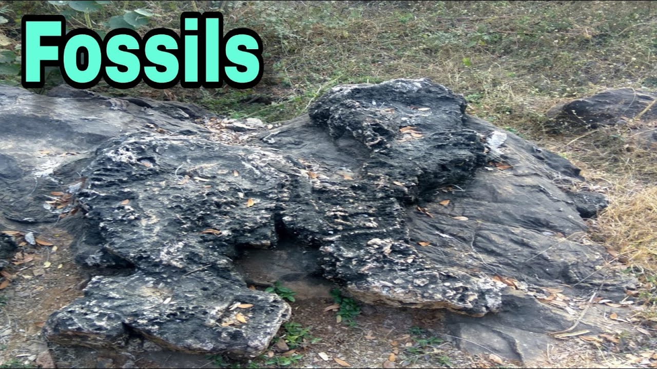 Fossils || World Famous Fossils || oldest Fossils || Geography | - YouTube