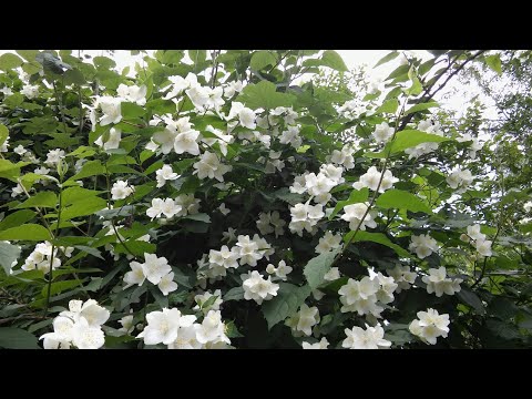 Limon çiçekleri-limon çiçeği-çiçek videosu-çiçek videoları