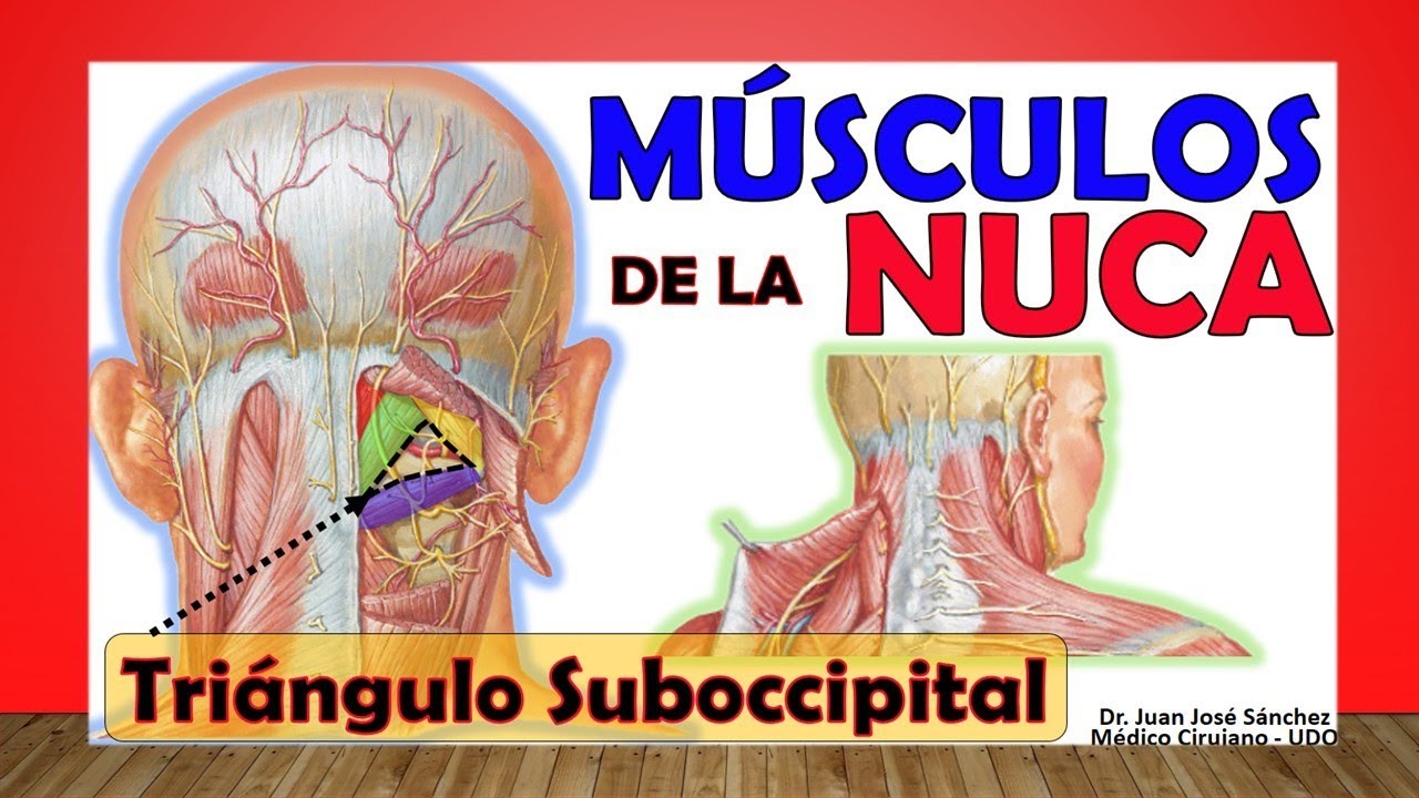 🥇 MÚSCULOS DE LA NUCA. TRIÁNGULO SUBOCCIPITAL. ¡Fácil Explicación ...