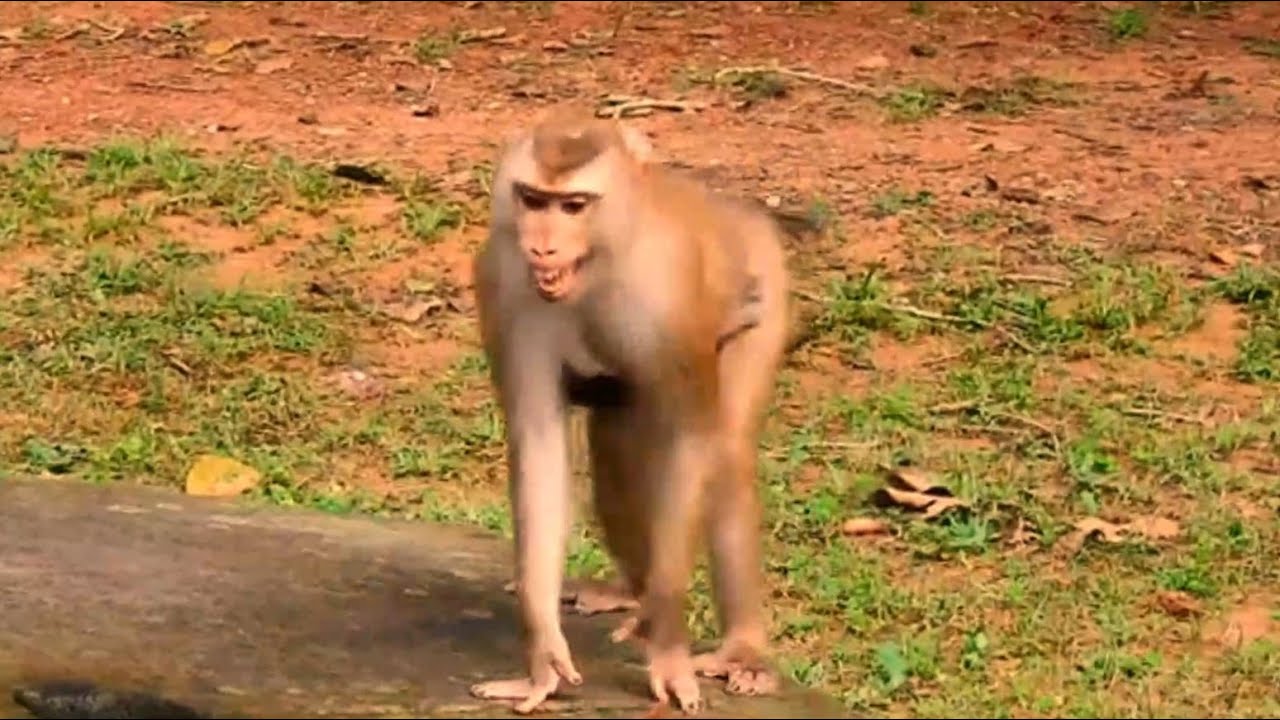 Be careful!....Libby jumping away and running out.....Libby is very frightening snake in hole ...