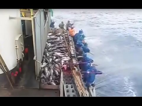 Okyanusta Çılgın Orkinos Avı - http://balikavciligi.org/