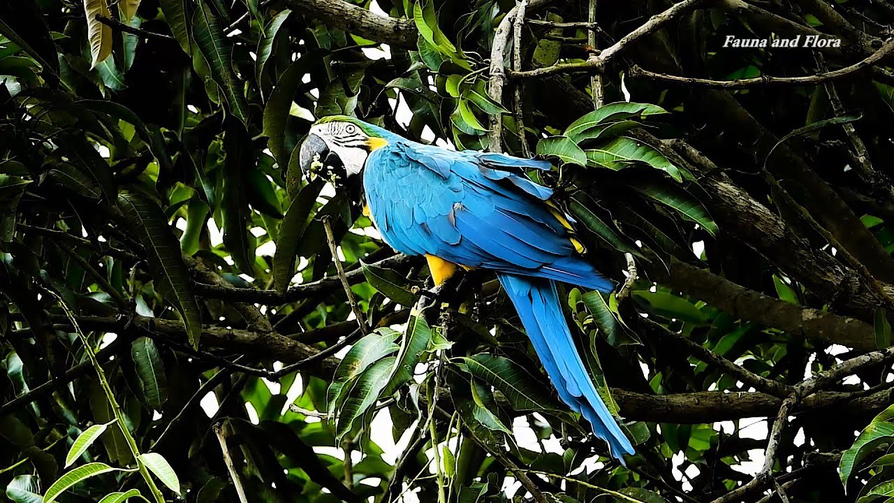BLUE-AND-YELLOW MACAW (ARA-ARARAUNA), ARARA-CANINDÉ, ARA-ARAUNA. - YouTube