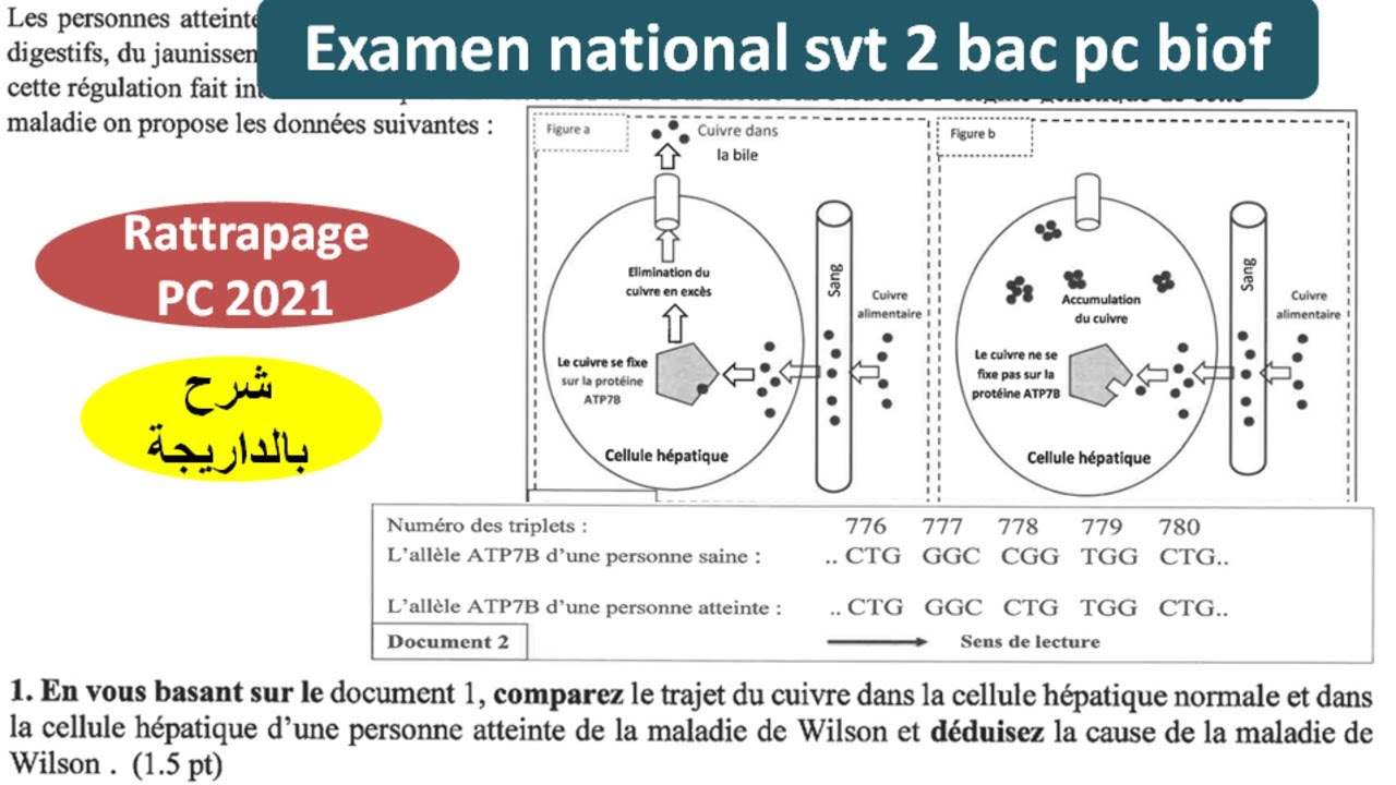 Examen national svt 2 bac pc biof rattrapage 2021 (تصحيح بالداريجة ...