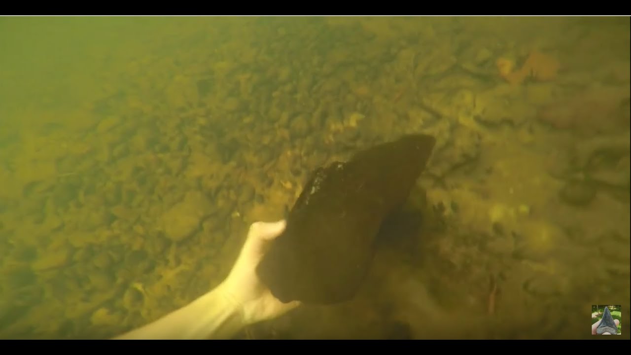 Finding HUGE Whale Vertebrae While Snorkeling! - YouTube