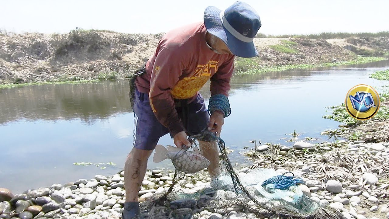 Mira como este Pescador logra Pescar Grandes Tilapias con Atarraya ...