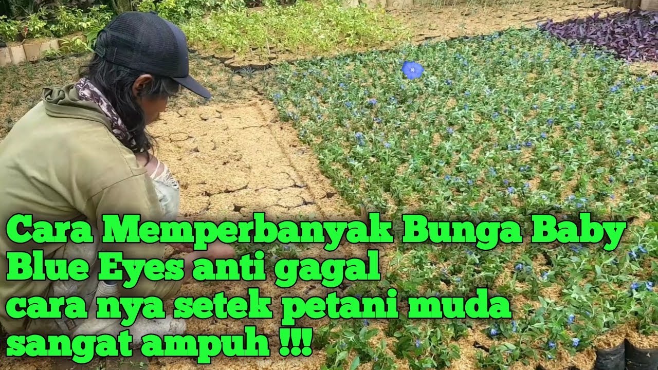 Cara perbanyak bunga baby blue eyes dengan stek pucuk dan batang - YouTube