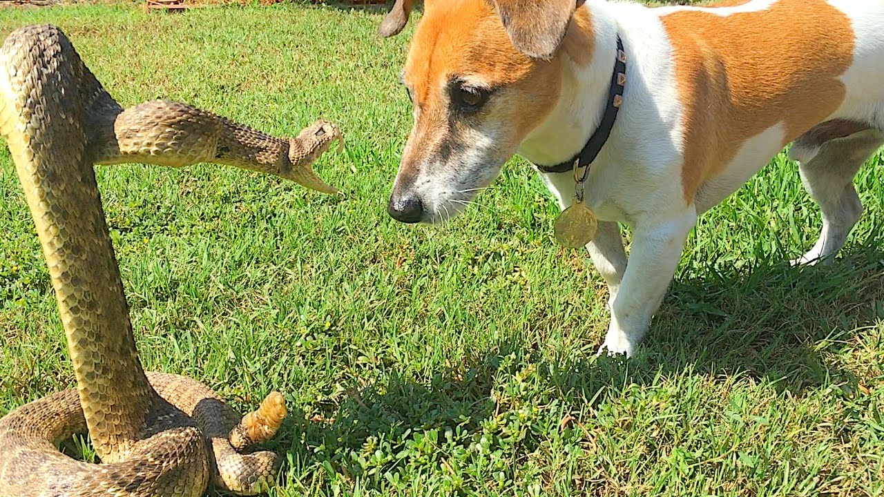 Dog Vs Snake Vs Crocodile - YouTube
