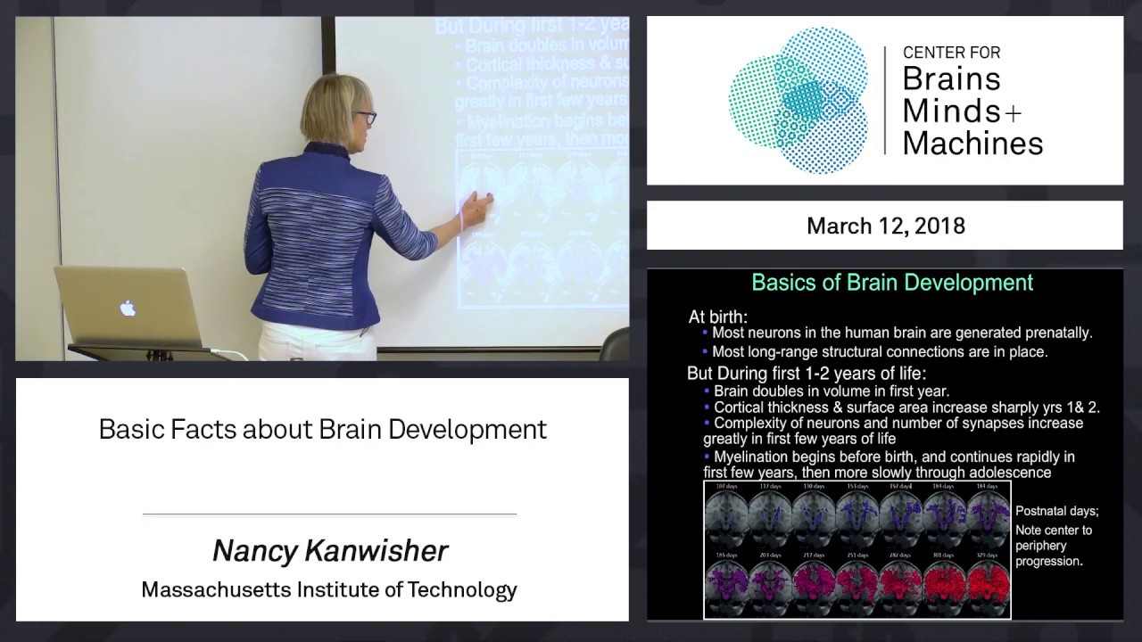 7.2 - Basic Facts about Brain Development - YouTube