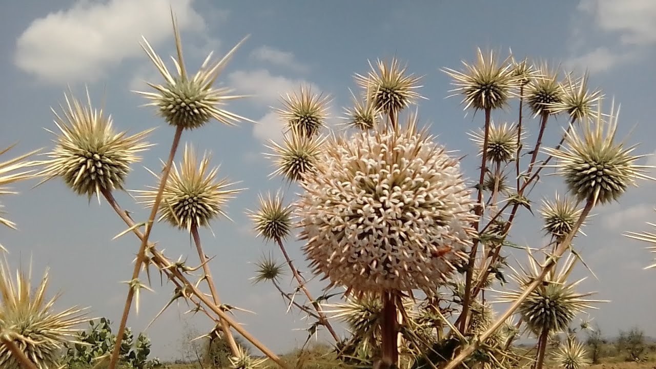 Long Prickling Plant Flowers - YouTube