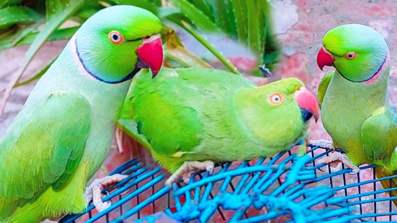 Indian Green Parrot Mating Call Sounds🍒 - YouTube