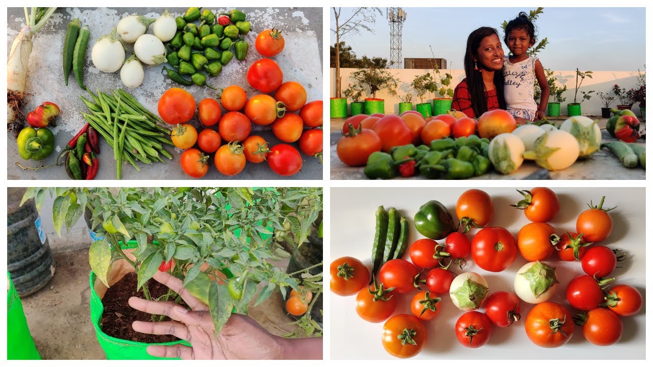 terrace gardening for beginners/Tips to grow plants/How to setup ...