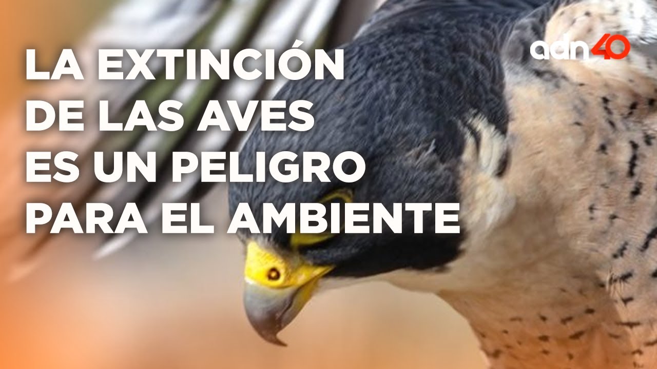 Las aves de rapiña se enfrentan a la extinción - YouTube