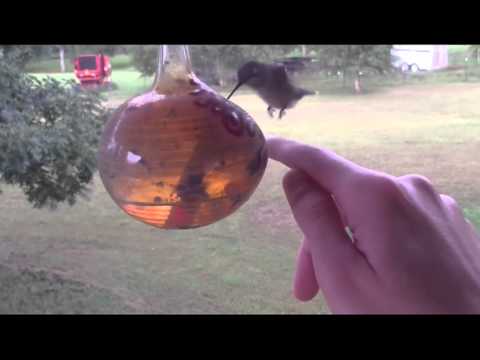 Hummingbird On Finger - YouTube
