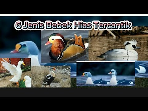 6 Jenis bebek hias tercantik - YouTube