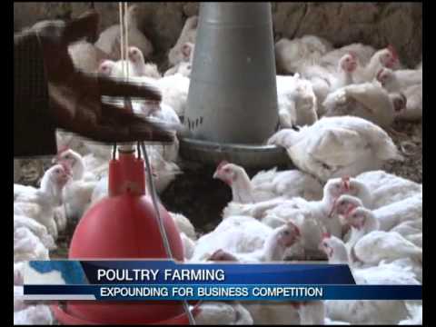 POULTRY FARMING - YouTube