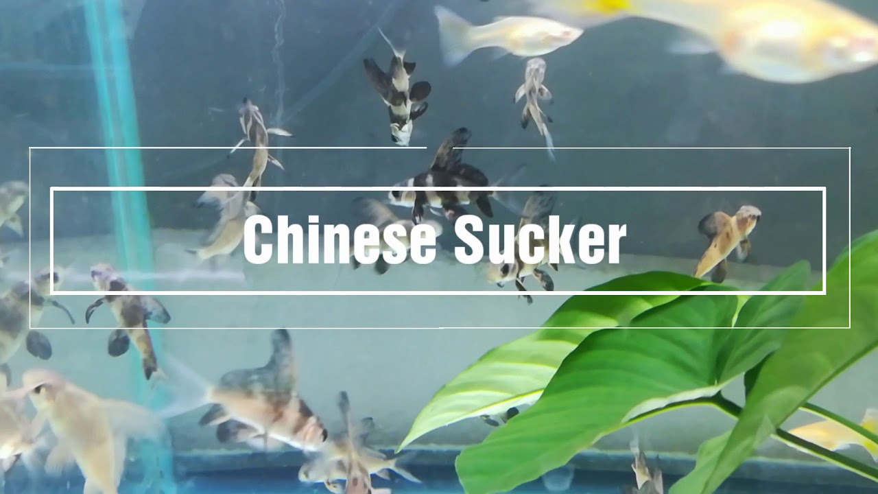 Chinese Sucker - Myxocyprinus Asiaticus - ปลาหมูกระโดงสูง - YouTube