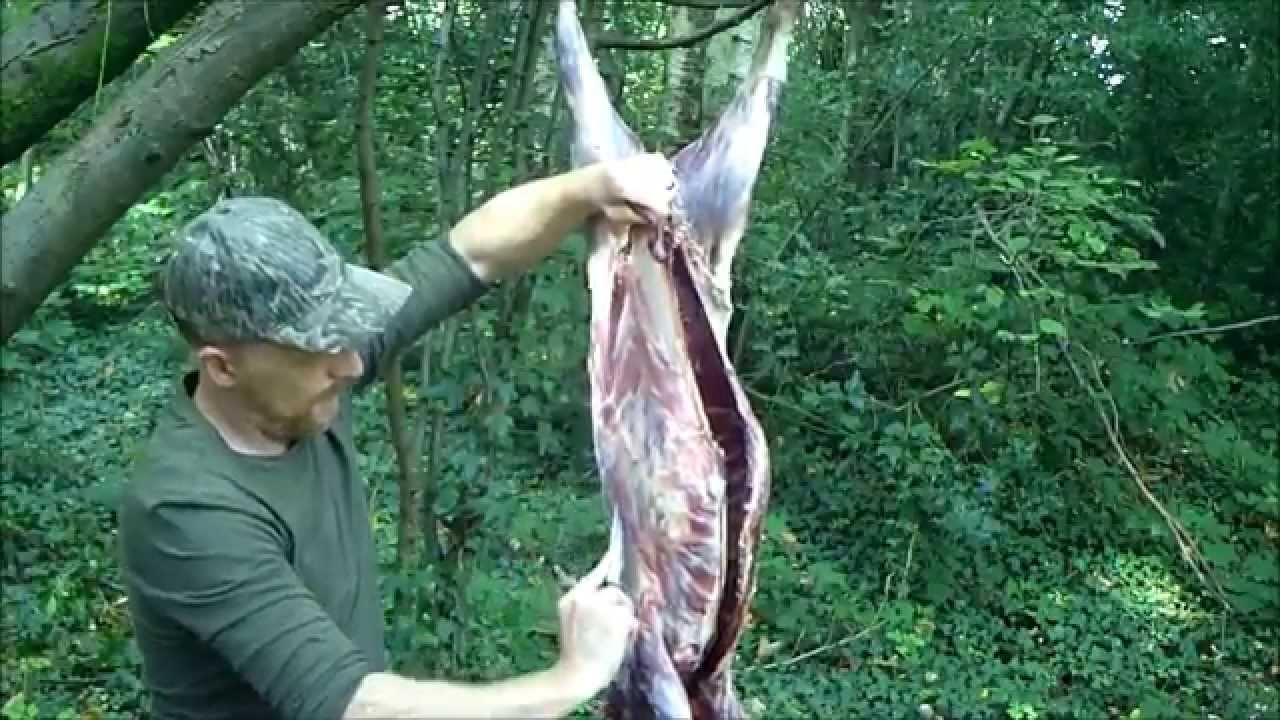 Muntjack preparation, Part 2 Primal Cuts with a Mora companion - YouTube