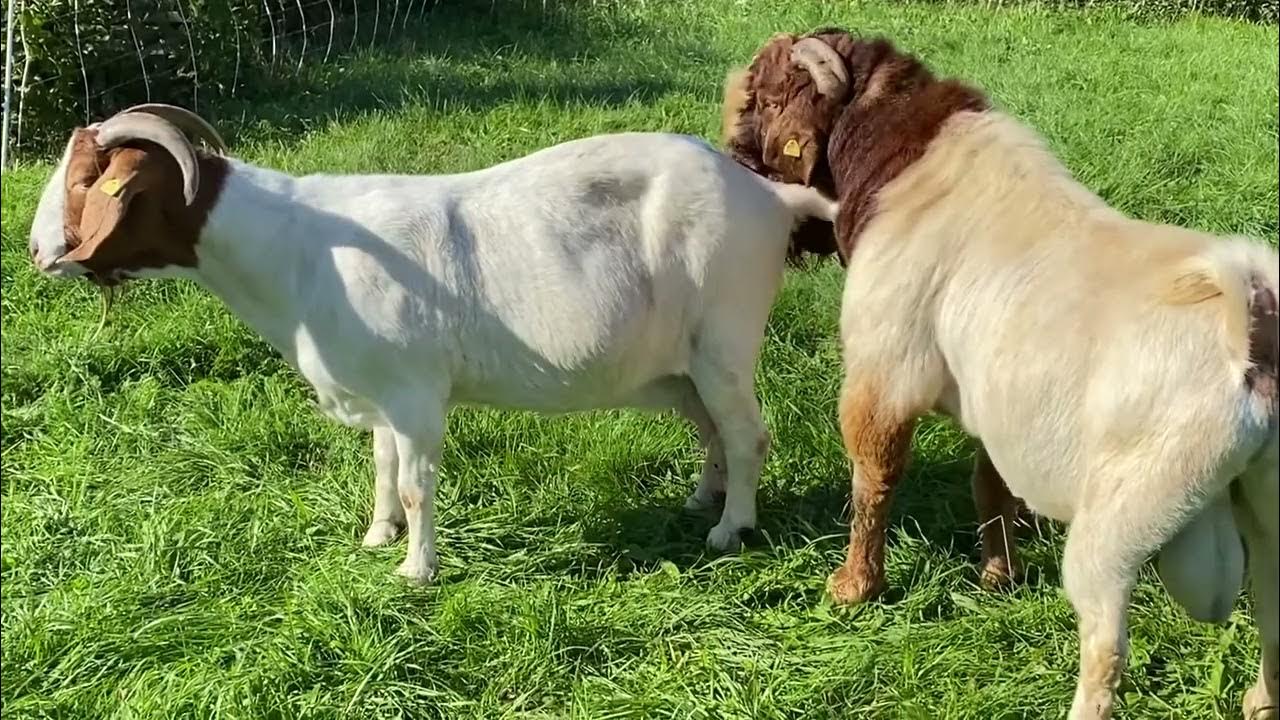 BIG GIANT GOATS MATING IN FIELD. - YouTube
