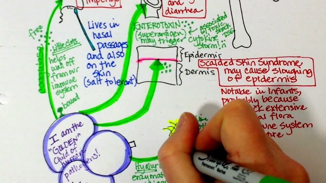 Staphylococcus aureus and MRSA characteristics - YouTube