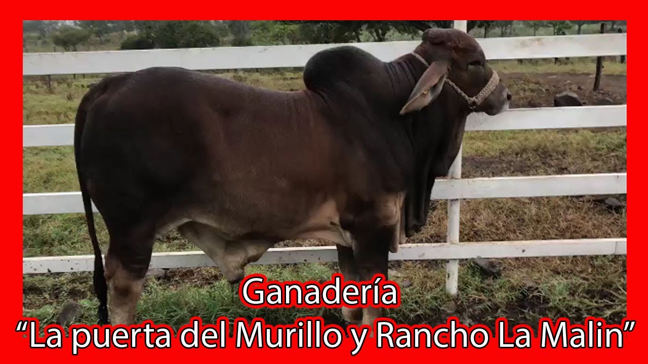 SARDO NEGRO Y Brahman Rojo la puerta del Murillo Comapa Veracruz - YouTube