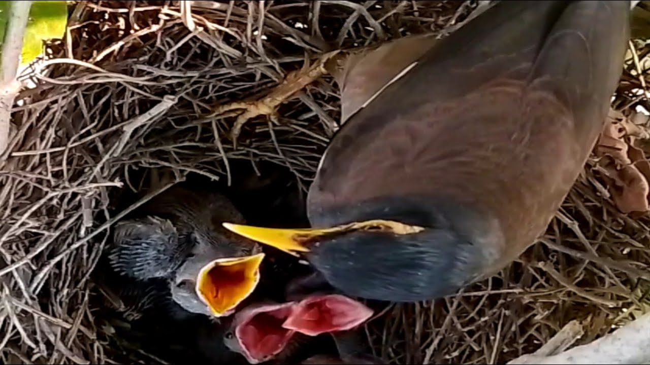Common myna: The three baby birds have different appearances: red and ...