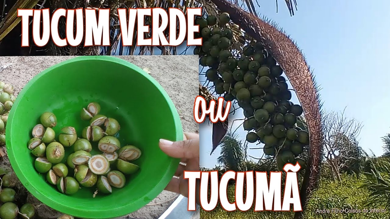 Conheça O Tucum Ou Tucumã Coquinho Comestível Fruto Do Tucunzeiro Do