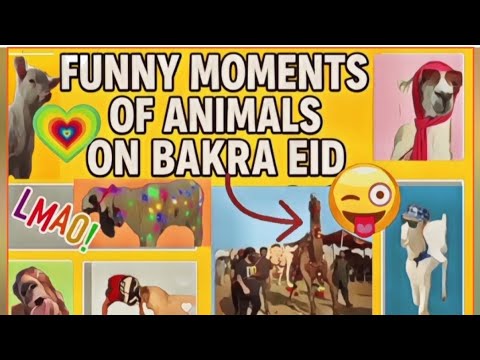Bakra Eid 2025 Funny Qurbani Animals 🐐🤣 | Viral Goat & Cow Comedy ...