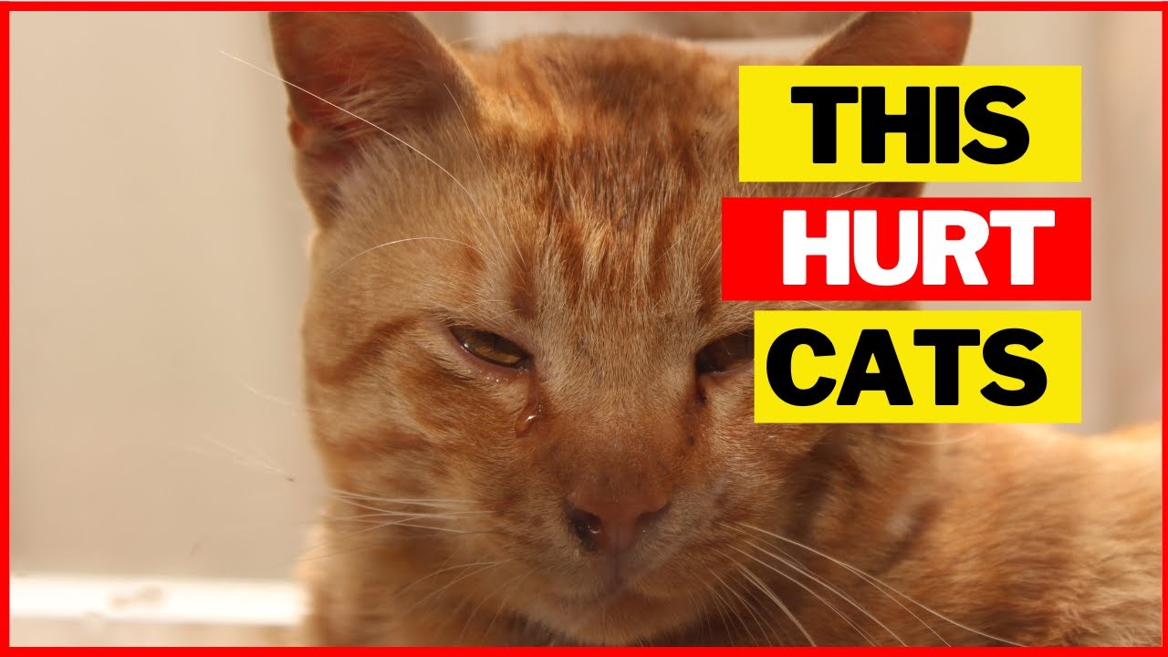 13 Everyday Things You Do That May Hurt Your Cat - YouTube