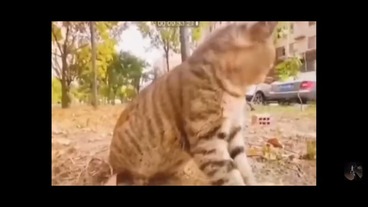 goofy ahh cats - YouTube