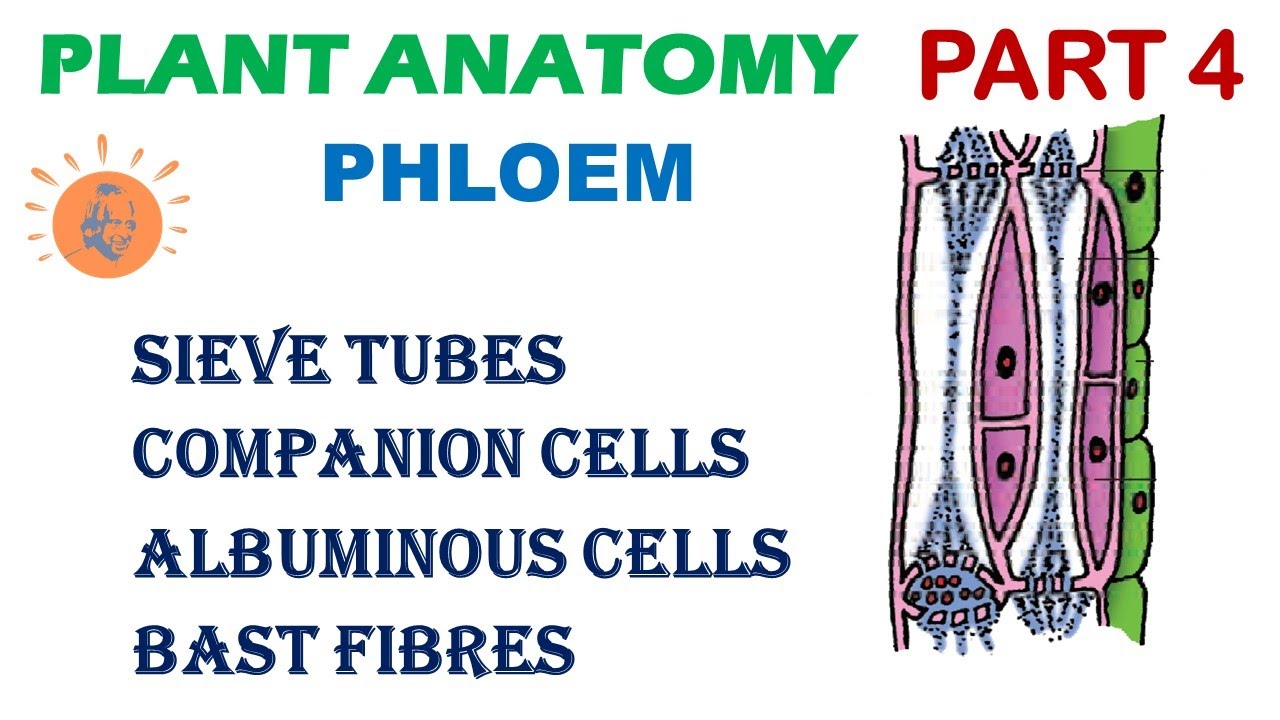 Phloem Fibres
