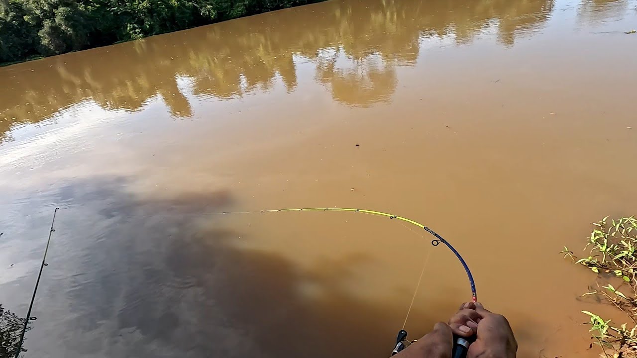 Pescaria De Piauçu piava e Dourado nas corredeiras do Rio Turvo Pontes ...
