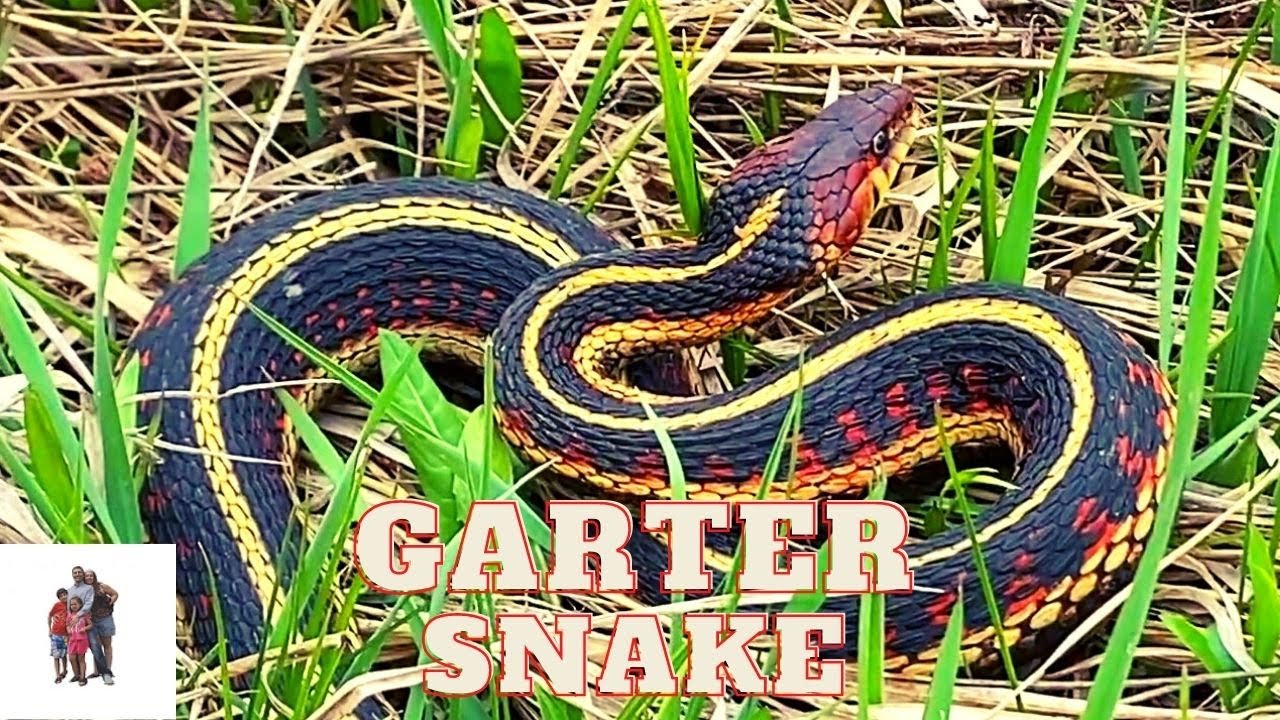 Beautiful Garter Snake - YouTube
