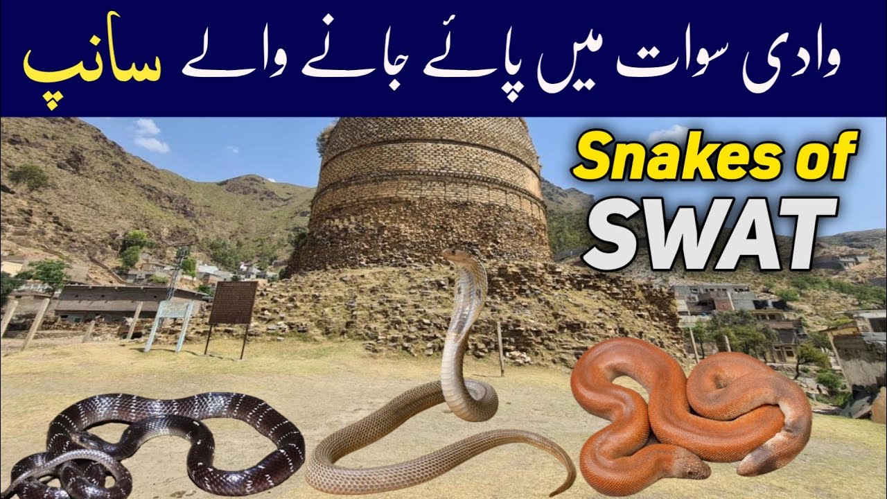 Snakes of Swat, KPK - Wildlife of Northern Areas - YouTube