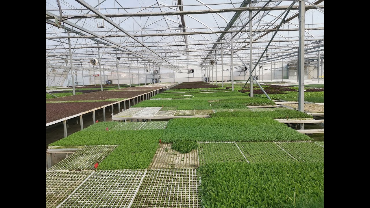 Planty – Advanced Hydroponic Production, Psematismenos, Cyprus - YouTube