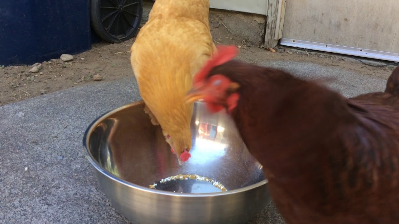 Funny chickens eating, bowl keeps tipping over - YouTube