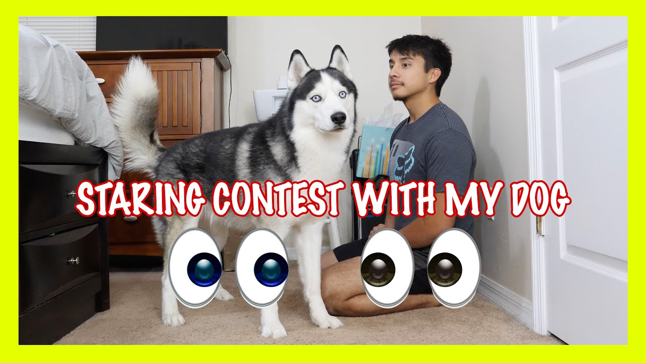 I Challenged My Dog To A Staring Contest! - YouTube