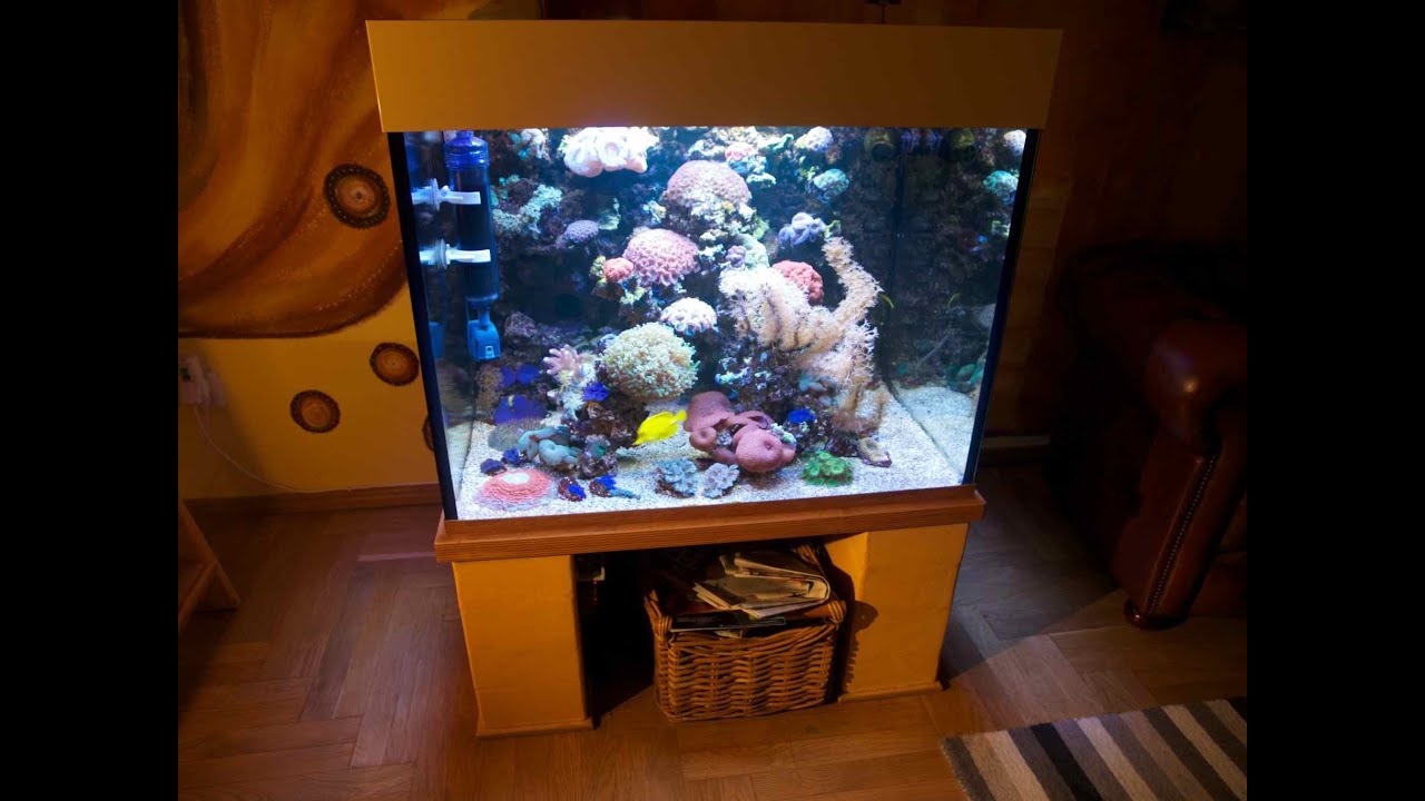 A perfect german reef aquarium vol. 2 - YouTube