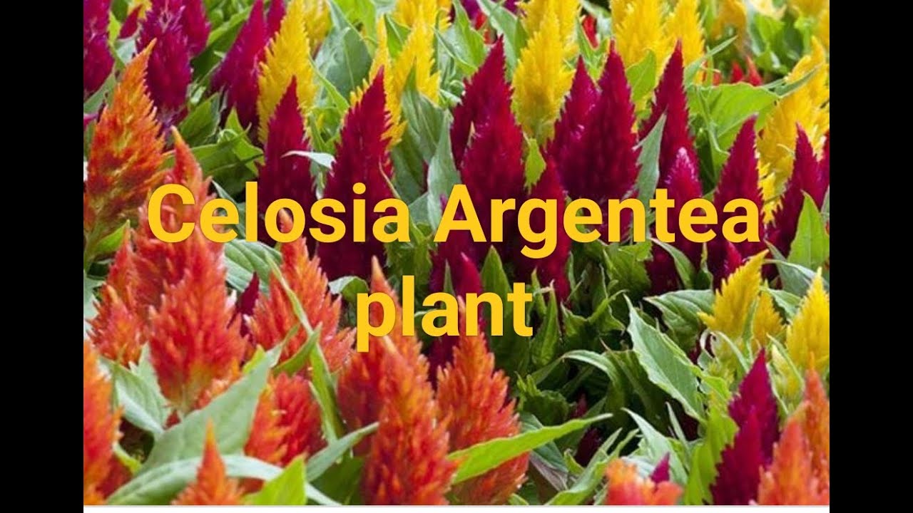 Exploring Celosia Argentea plant - YouTube
